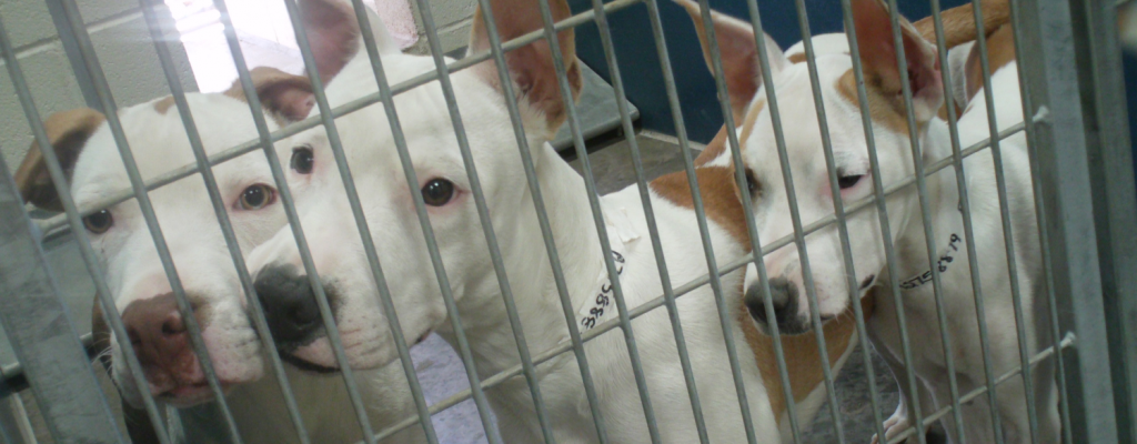 Getting a new dog | 3 Lost Dogs