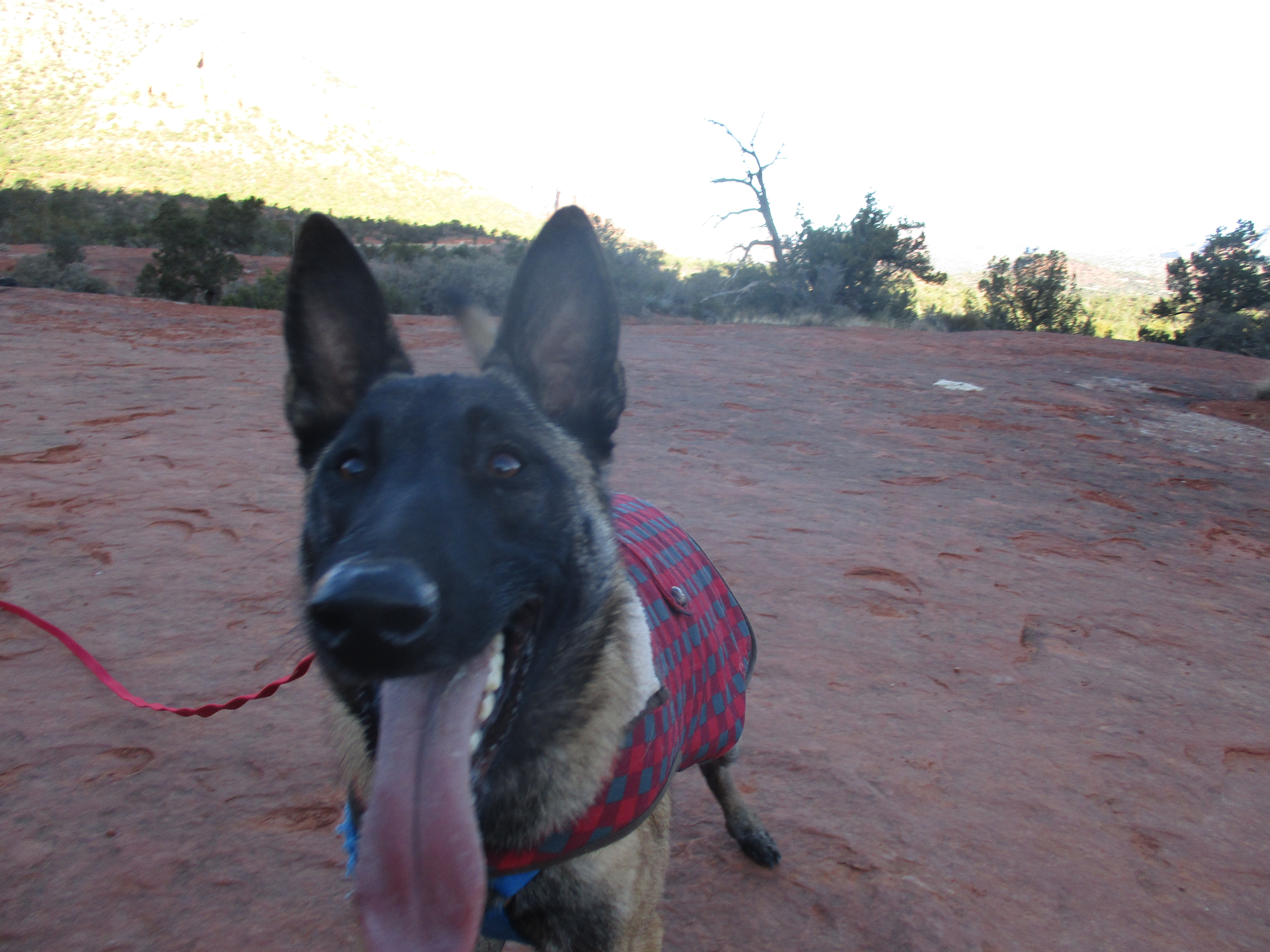 Training Your Dog to Reliably Come When Called Is Hard. Here’s How to ...